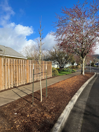 Newberg Approves Updated Street Tree List - Newsberg