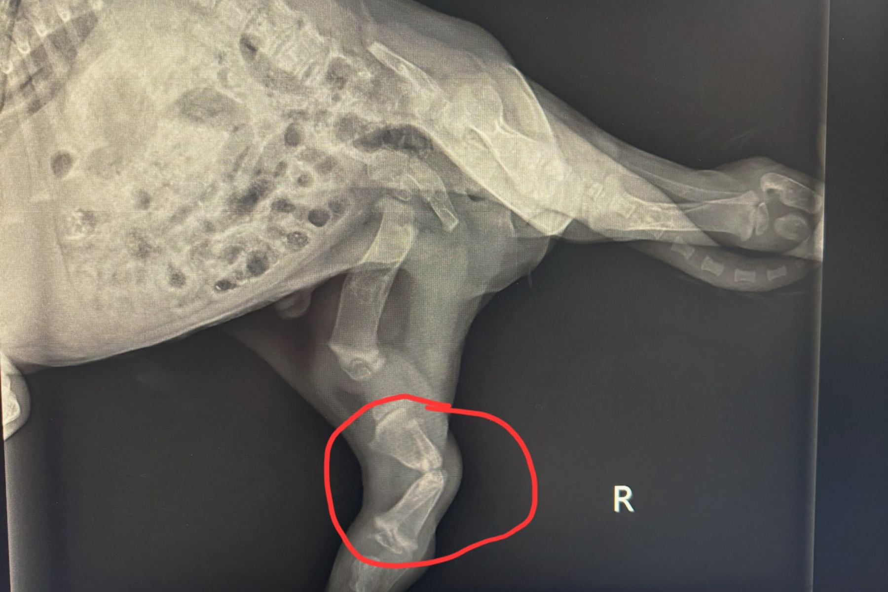 Newberg Rescue Faces $100,000 Surgery Bill After Puppies Develop ...